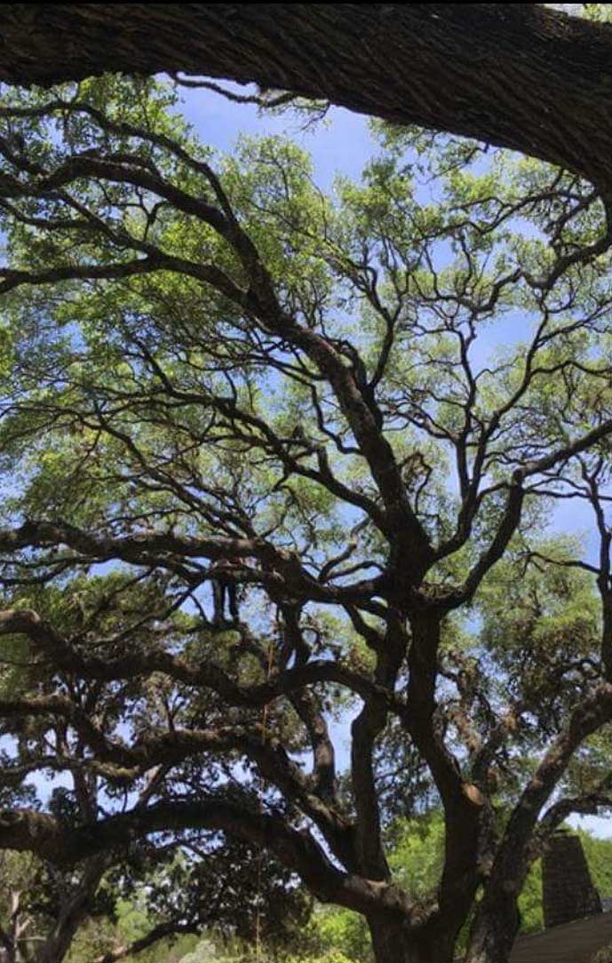 Tree Pruning – Monarch Tree Service ATX